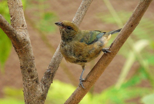saíra-amarela (Tangara cayana) | WikiAves - A Enciclopédia das Aves do ...