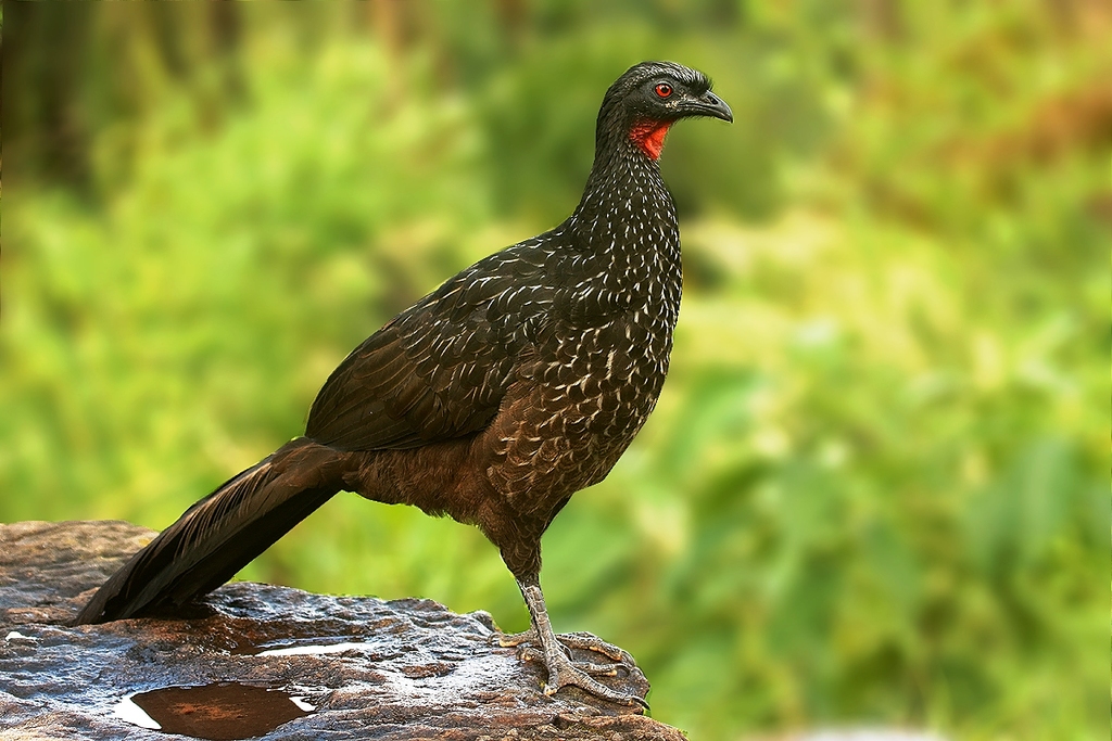 Foto jacuguaçu (Penelope obscura) Por Leonardo Casadei | Wiki Aves - A ...