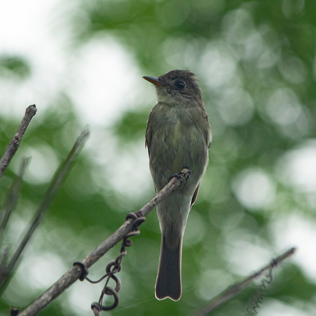 Foto piuí-verdadeiro-do-leste (Contopus virens) Por Luiz Augusto Guto ...