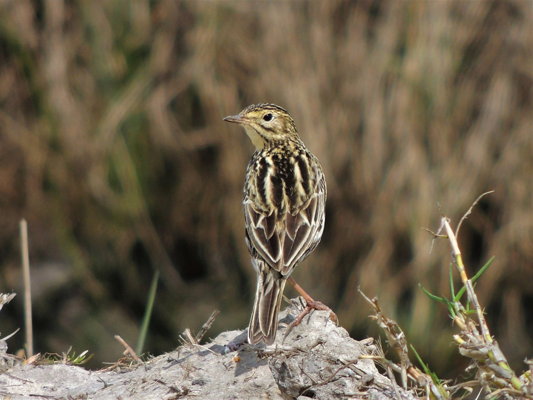 Foto caminheiro-de-espora (Anthus correndera) Por Hélio Bandeira | Wiki ...