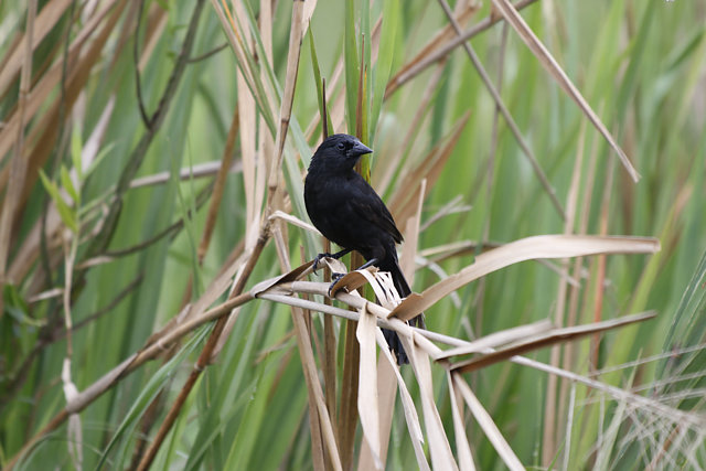 Foto anumará (Anumara forbesi) Por Samuel Felipe | Wiki Aves - A ...