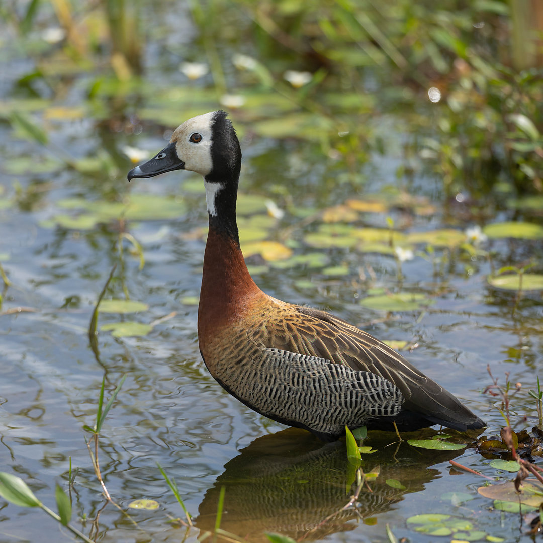 Foto irerê (Dendrocygna viduata) Por Bernardo Jacob | Wiki Aves - A ...