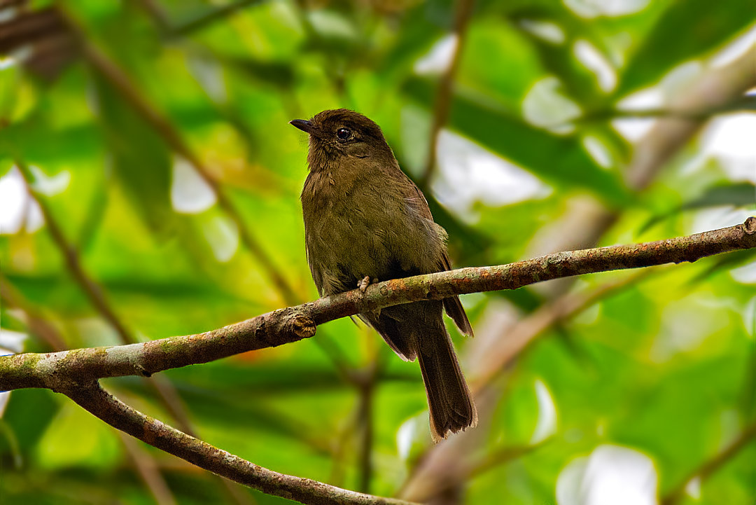 Foto flautim (Schiffornis virescens) Por Marcelo Müller (Müller) | Wiki ...