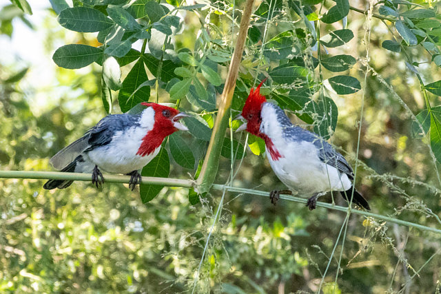 Foto cardeal (Paroaria coronata) Por Murilo Dutra | Wiki Aves - A ...