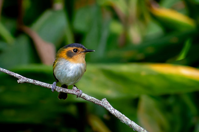 Foto tororó (Poecilotriccus plumbeiceps) Por Enéas G. Junior | Wiki ...