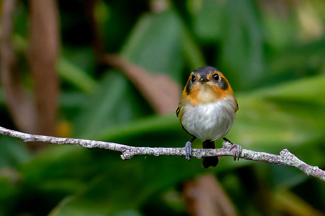 Foto tororó (Poecilotriccus plumbeiceps) Por Enéas G. Junior | Wiki ...