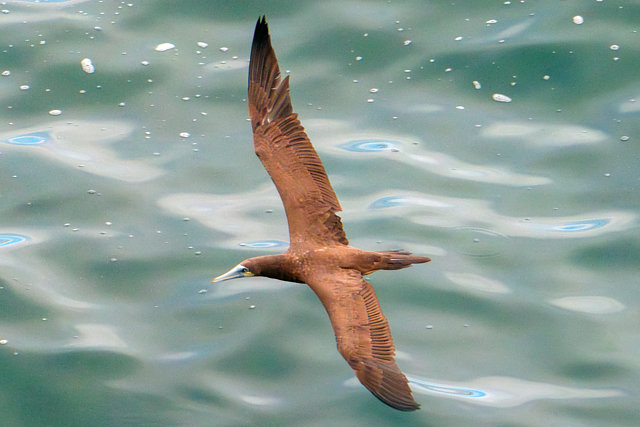Foto atobá-pardo (Sula leucogaster) Por Luciano Guerra | Wiki Aves - A ...