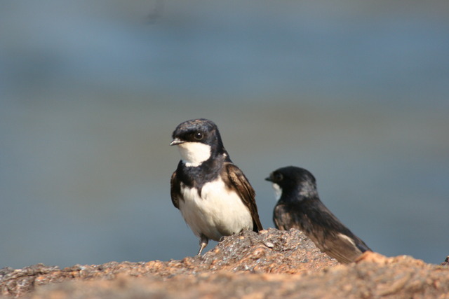 Andorinhas e Andorinhões | WikiAves - A Enciclopédia das Aves do Brasil