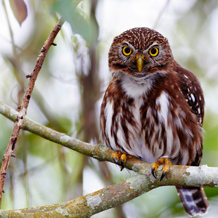 caburé (Glaucidium brasilianum) | WikiAves - A Enciclopédia das Aves do ...
