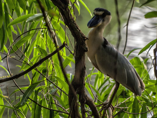 Foto arapapá (Cochlearius cochlearius) Por Pedro Perez | Wiki Aves - A ...