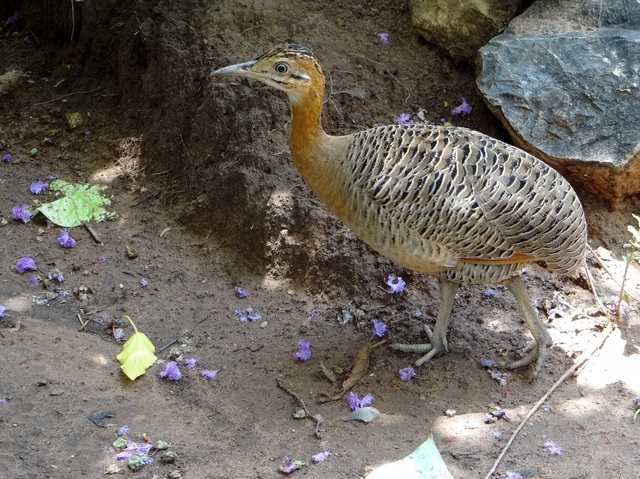 Foto perdiz (Rhynchotus rufescens) Por Luiz Trinchão | Wiki Aves - A ...
