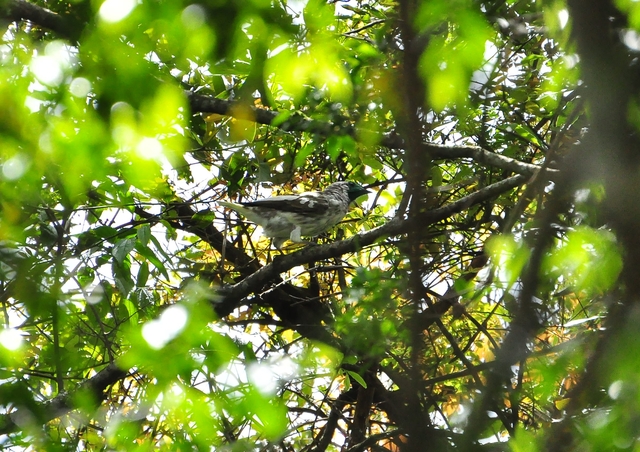 Foto araponga (Procnias nudicollis) Por Ruana Souza | Wiki Aves - A ...