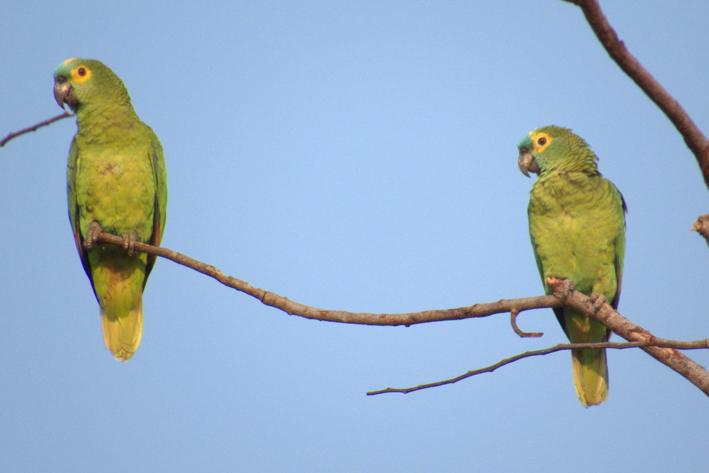Foto papagaio-verdadeiro (Amazona aestiva) Por Andre Vitto | Wiki Aves ...