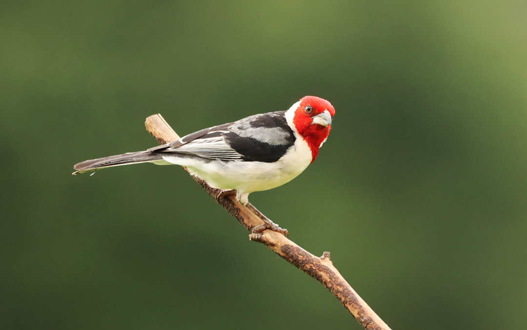 Foto cardeal-do-nordeste (Paroaria dominicana) Por Ronny Sperber | Wiki ...
