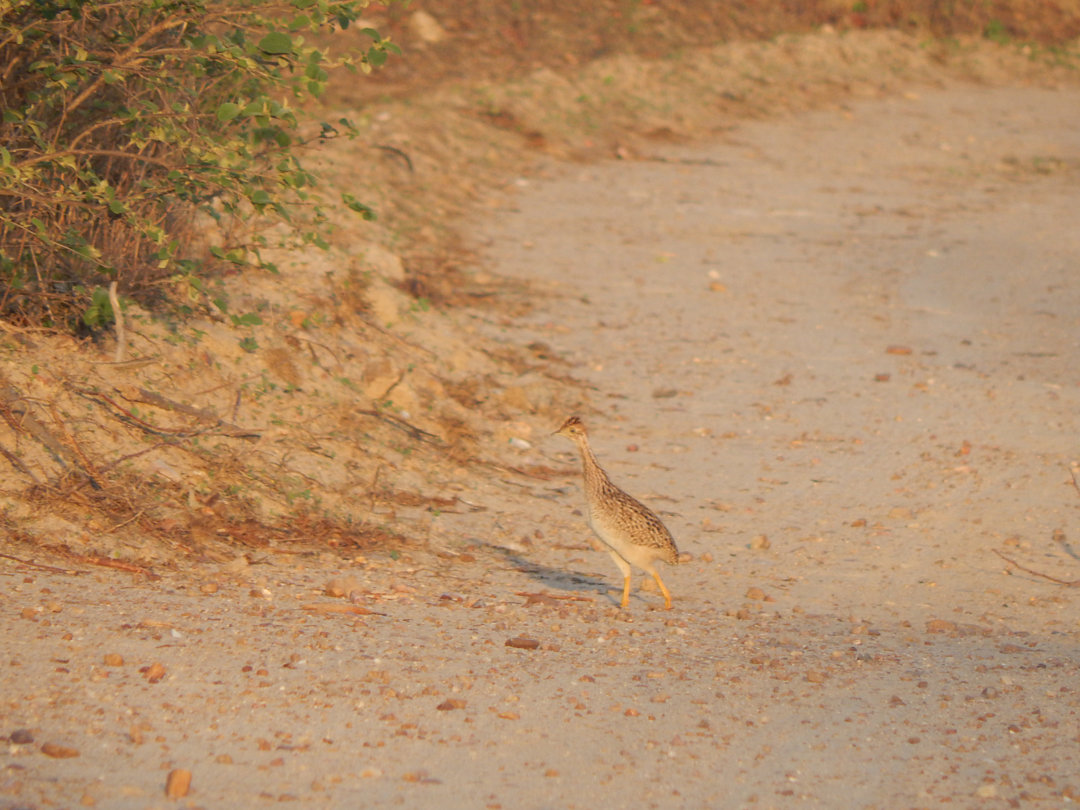 Foto codorna-do-nordeste (Nothura boraquira) Por Lucas Tavares | Wiki ...