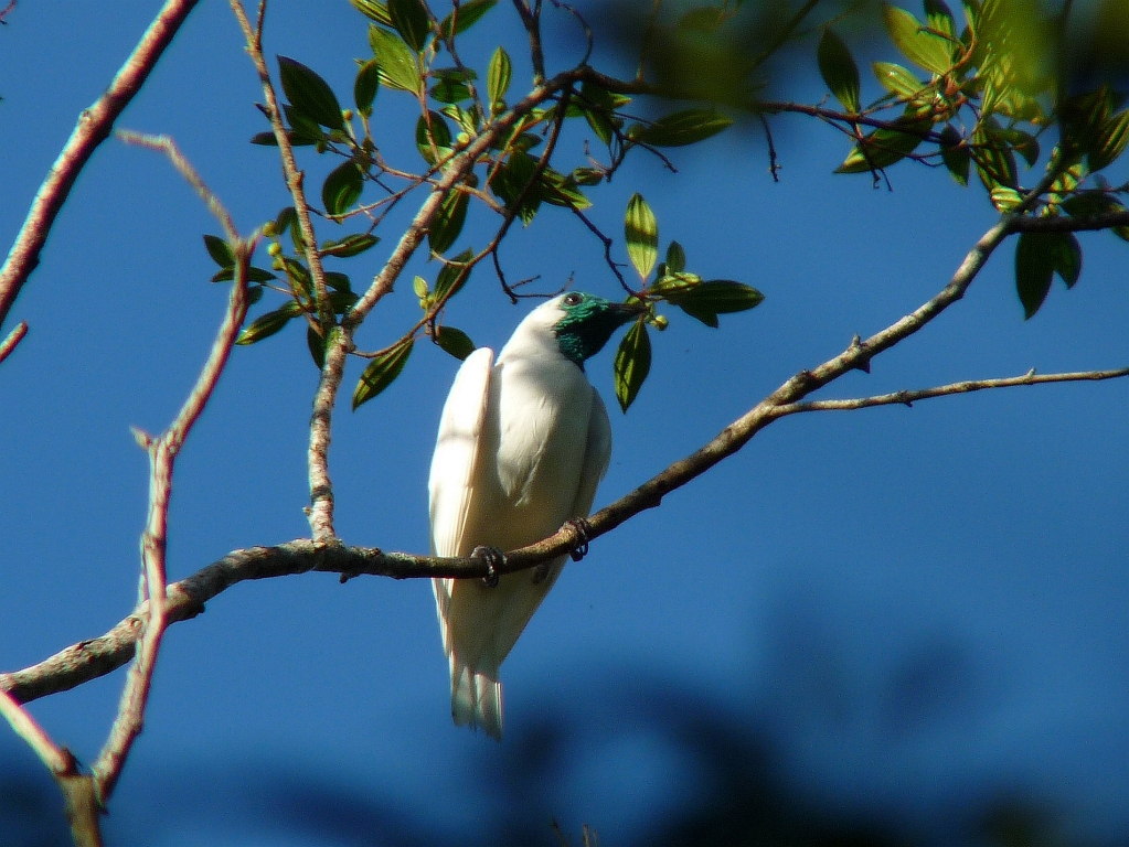 Foto araponga (Procnias nudicollis) Por Fabio Leoni | Wiki Aves - A ...