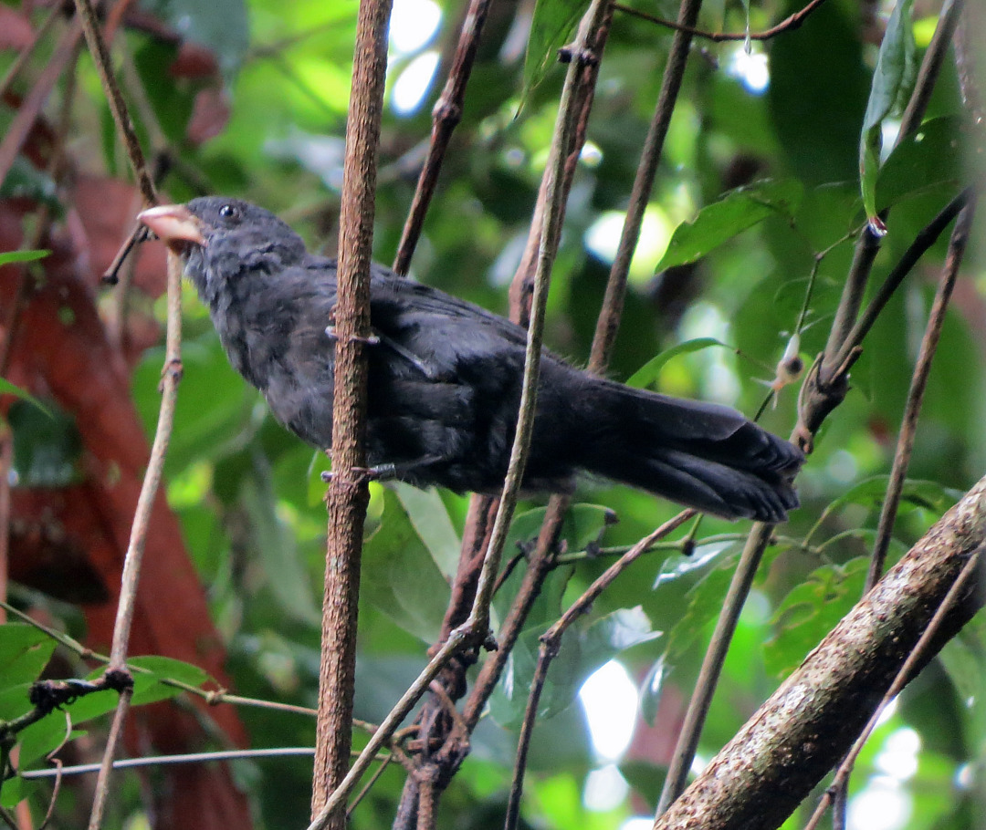 Foto bico-encarnado (Saltator grossus) Por Fernando Medeiros. | Wiki ...