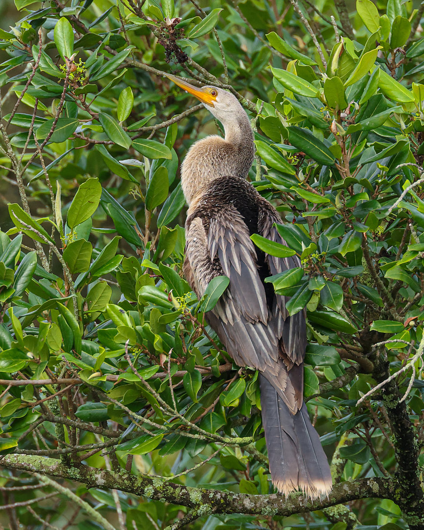 Foto biguatinga (Anhinga anhinga) Por Diomar Mühlmann | Wiki Aves - A Enciclopédia das Aves do ...
