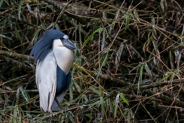 Foto arapapá (Cochlearius cochlearius) Por Heron Sanglard | Wiki Aves ...