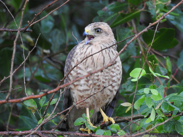 Foto gavião-carijó (Rupornis magnirostris) Por Elisa Paula | Wiki Aves ...