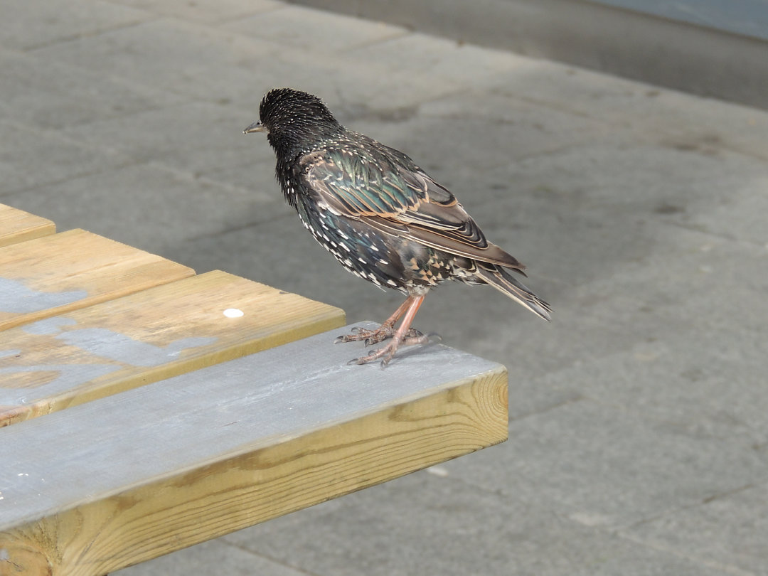 Foto estorninho (Sturnus vulgaris) Por Rita Garcia | Wiki Aves - A ...