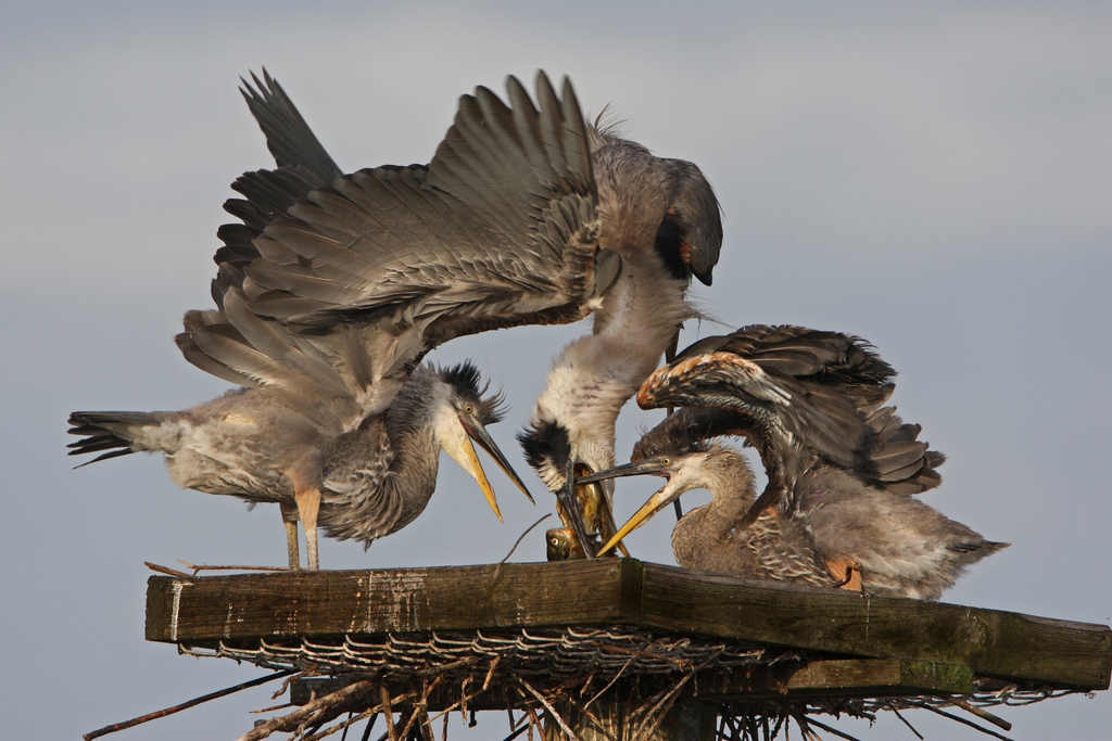 Foto garça-azul-grande (Ardea herodias) Por Cleber Ferreira | Wiki Aves ...