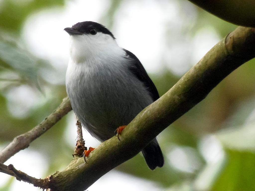 Foto rendeira (Manacus manacus) Por Danilo de Paula Jr | Wiki Aves - A ...