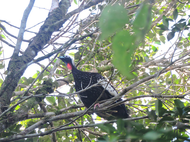 Foto jacutinga (Aburria jacutinga) Por Erivelton dos Anjos | Wiki Aves ...