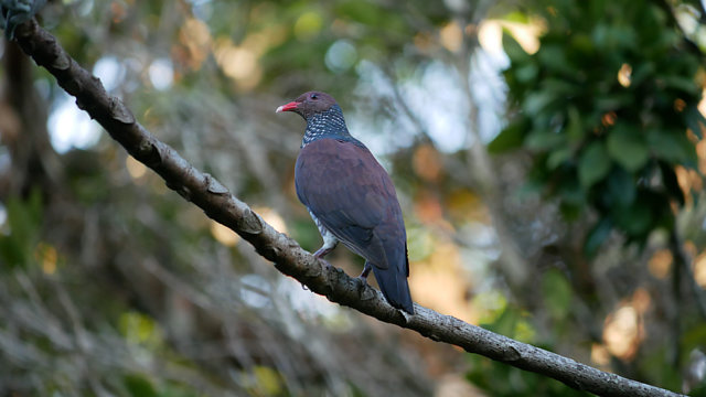 Foto pomba-trocal (Patagioenas speciosa) Por Vicente Villas | Wiki Aves ...
