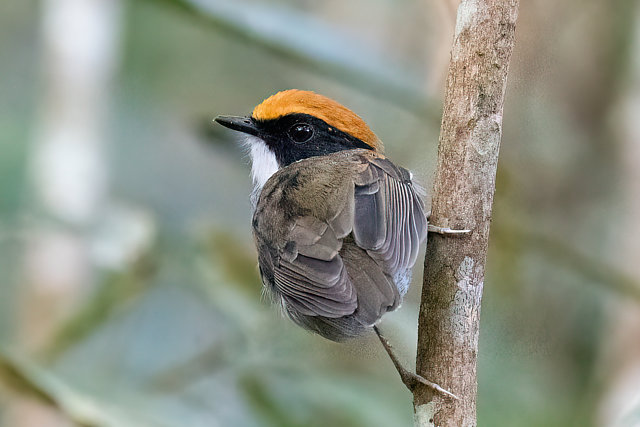 Foto cuspidor-de-máscara-preta (Conopophaga melanops) Por Mario ...