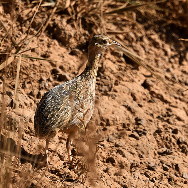 Foto codorna-amarela (Nothura maculosa) Por Joao Vale | Wiki Aves - A ...