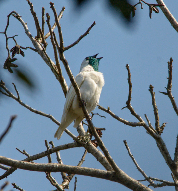 Foto araponga (Procnias nudicollis) Por Fausto Araújo | Wiki Aves - A ...