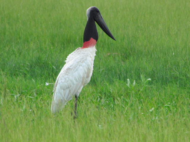 Foto tuiuiú (Jabiru mycteria) Por Emerson Luiz | Wiki Aves - A ...