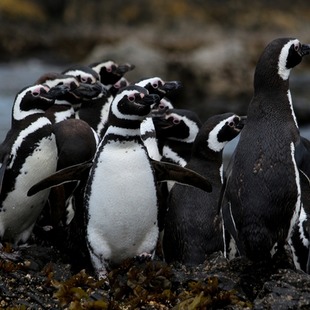 Sphenisciformes | WikiAves - A Enciclopédia das Aves do Brasil