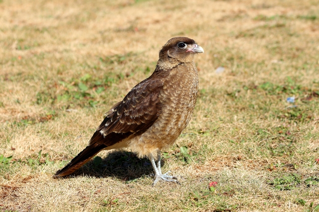Foto chimango (Milvago chimango) Por Leonardo Casadei | Wiki Aves - A ...