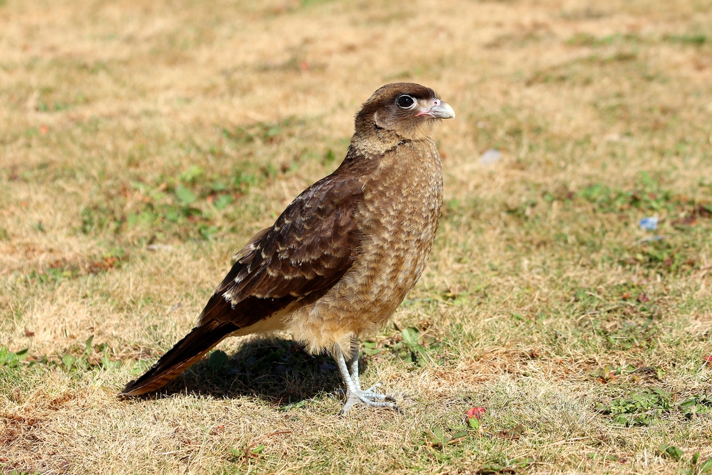 Foto chimango (Milvago chimango) Por Leonardo Casadei | Wiki Aves - A ...