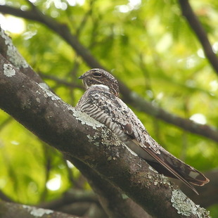 bacurau-norte-americano (Chordeiles minor) | WikiAves - A Enciclopédia ...
