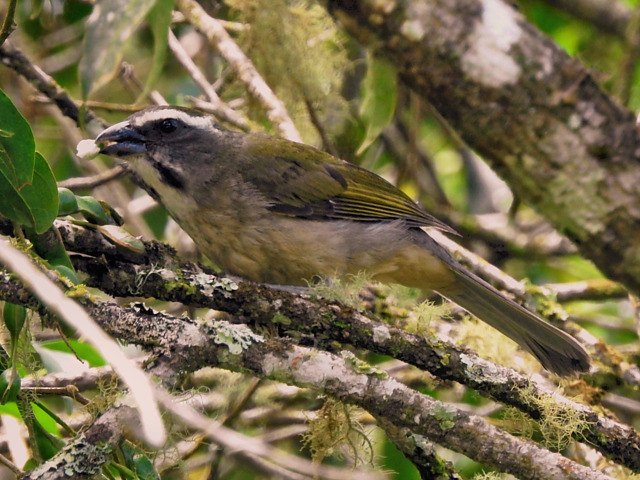 Foto trinca-ferro (Saltator similis) Por Aderson Sartori | Wiki Aves ...