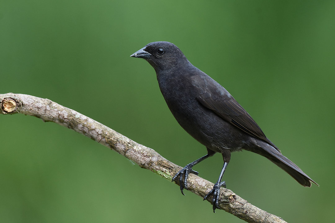 Foto chupim (Molothrus bonariensis) Por Guilherme Willrich | Wiki Aves ...