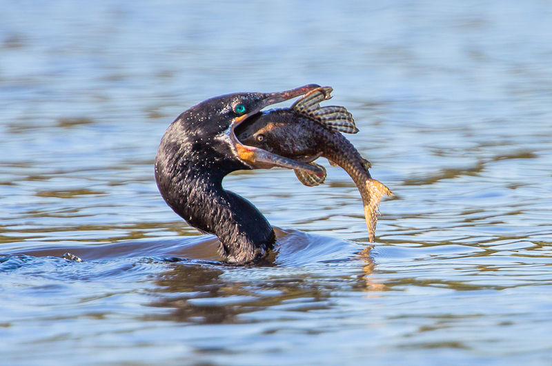 Foto biguá (Nannopterum brasilianum) Por Marco Guedes | Wiki Aves - A ...
