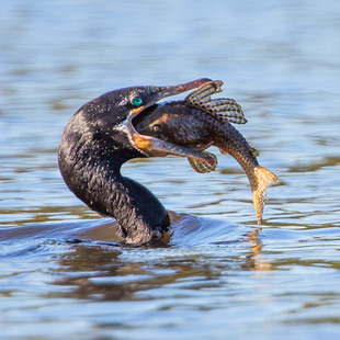 biguá (Nannopterum brasilianus) | WikiAves - A Enciclopédia das Aves do ...