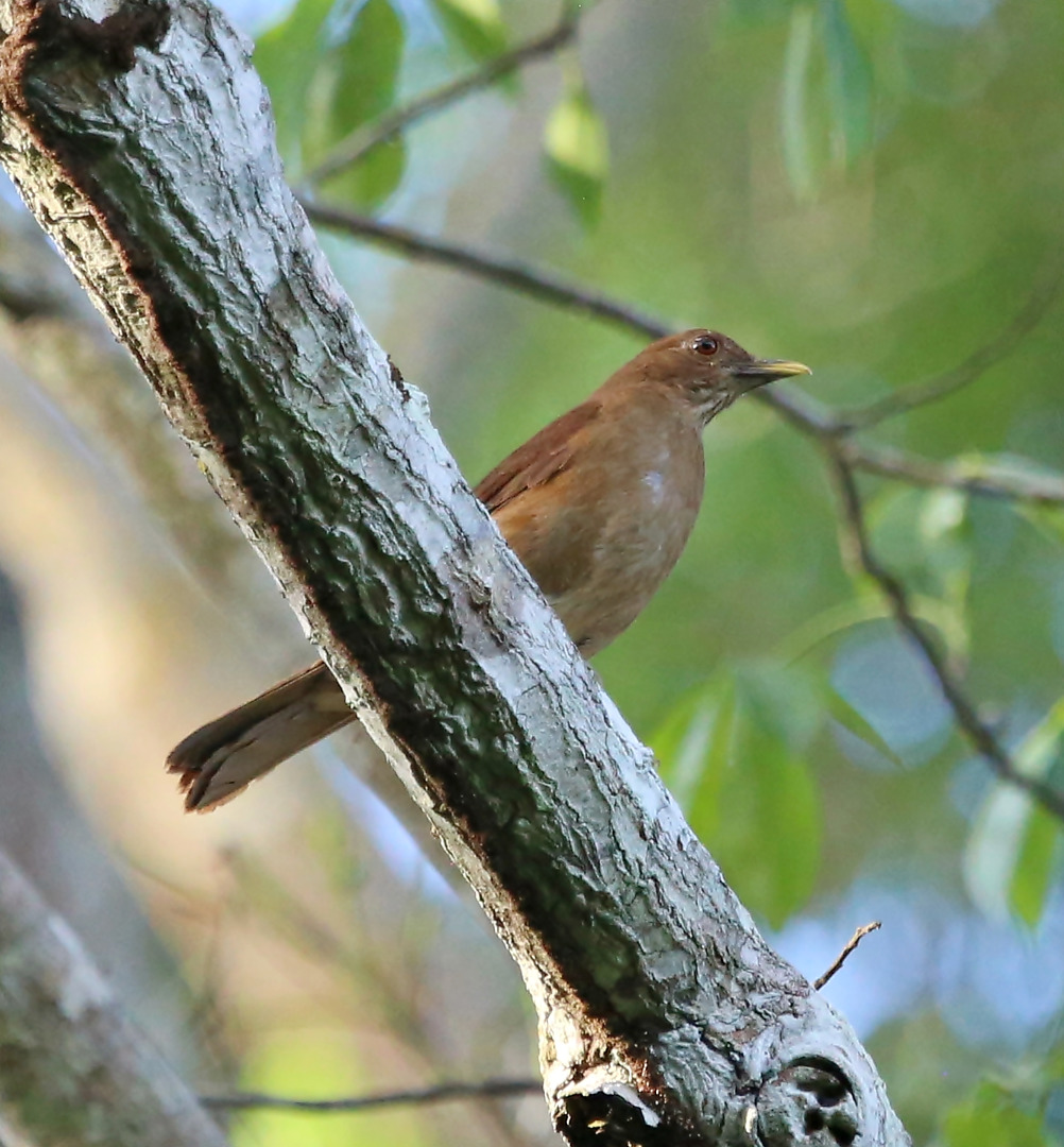 Foto sabiá-da-várzea (Turdus sanchezorum) Por Ricardo Plácido | Wiki ...