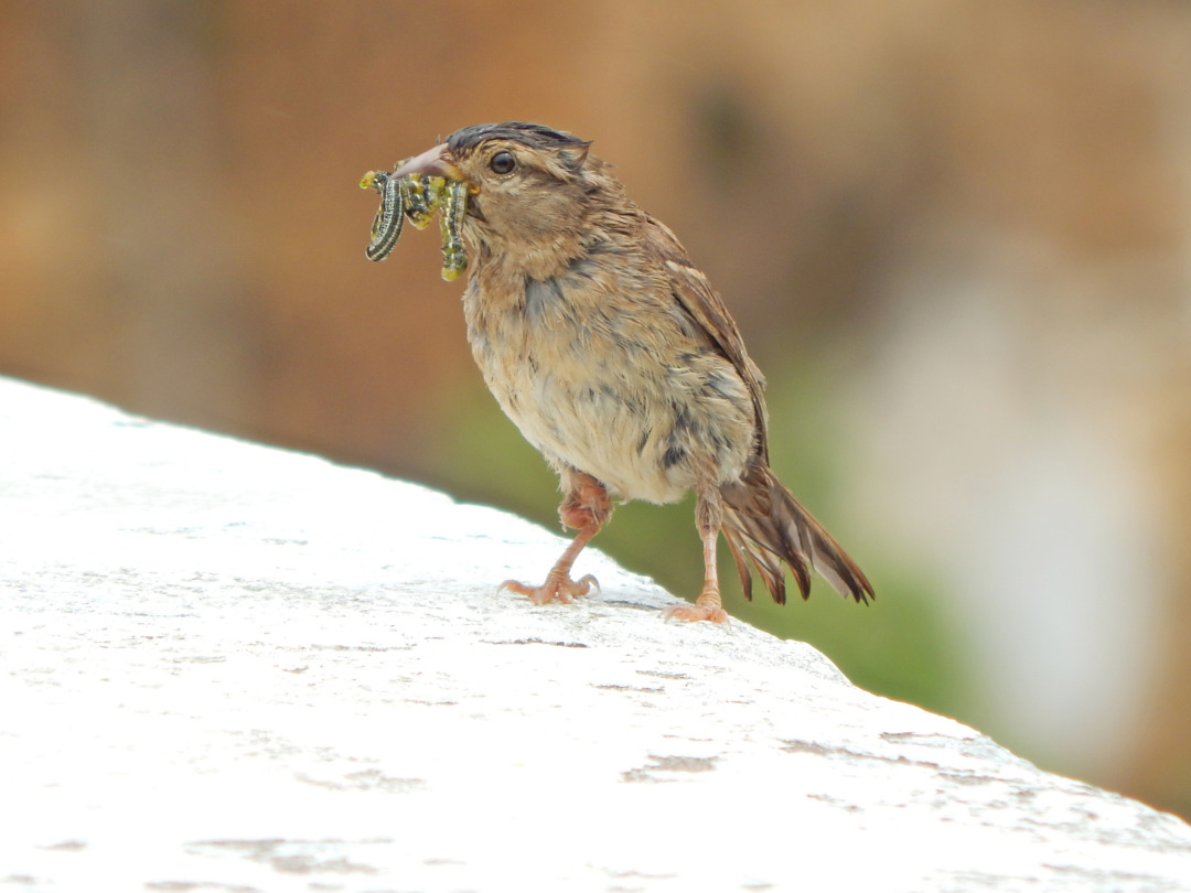 Foto pardal (Passer domesticus) Por Antunes Lima (Tuny) | Wiki Aves - A ...