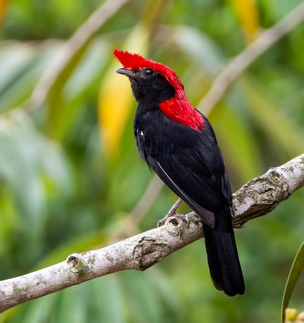 Foto soldadinho (Antilophia galeata) Por David Carmo | Wiki Aves - A ...