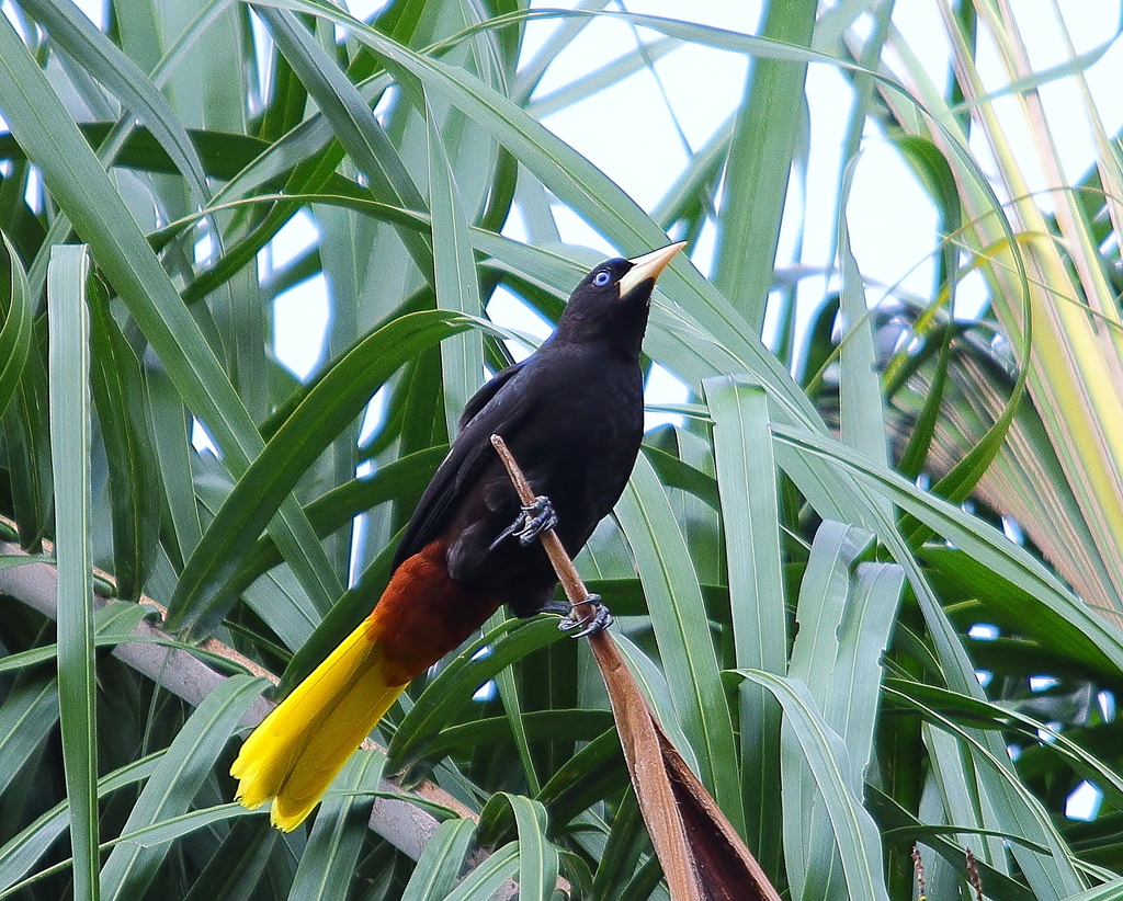 Foto japu (Psarocolius decumanus) Por Sergio Murilo | Wiki Aves - A Enciclopédia das Aves do Brasil