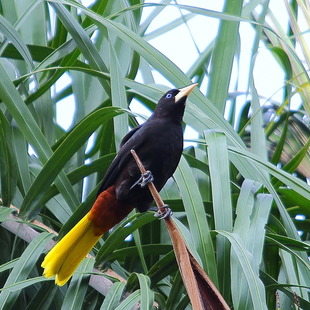 japu (Psarocolius decumanus) | WikiAves - A Enciclopédia das Aves do Brasil