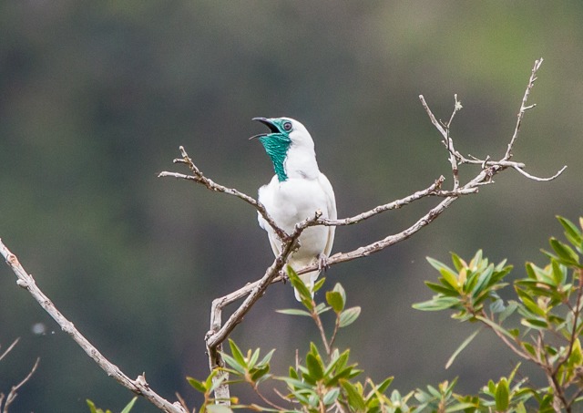 Foto araponga (Procnias nudicollis) Por Luiz H. Frare | Wiki Aves - A ...
