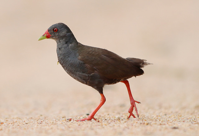 Foto turu-turu (Neocrex erythrops) Por Alenilson Rodrigues | Wiki Aves ...