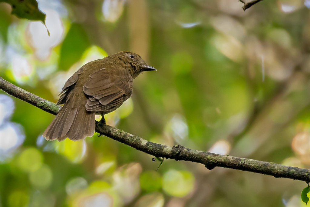 Foto flautim-marrom (Schiffornis turdina) Por Rogerio Levighini | Wiki ...