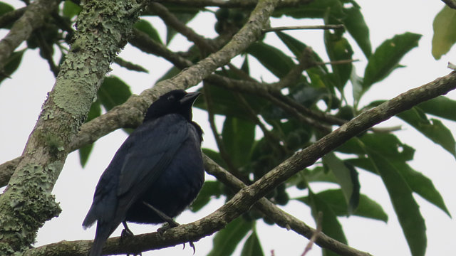 Foto chupim (Molothrus bonariensis) Por Rodrigo C. Barbosa | Wiki Aves ...